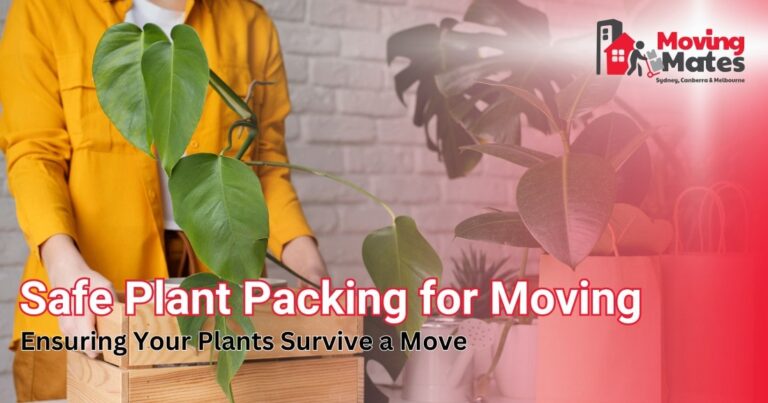 Moving Plants with Care | A Guide to Safely Transport Your Plants